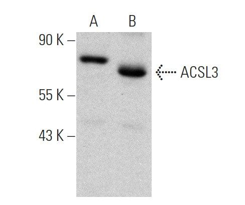 ACSL3 Antibody (F-9) | SCBT - Santa Cruz Biotechnology