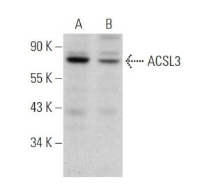 ACSL3 Antibody (H-9) | SCBT - Santa Cruz Biotechnology