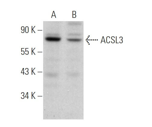 ACSL3 Antibody (H-9) | SCBT - Santa Cruz Biotechnology