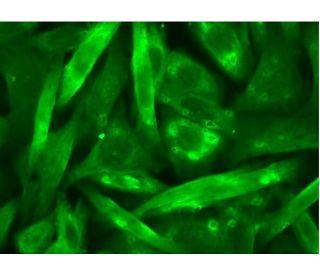 ACSL4 (A-5) Alexa Fluor® 488: sc-271800 AF488. Direct ...