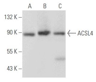 ACSL4 Antibody (F-4) | SCBT - Santa Cruz Biotechnology