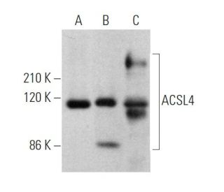 ACSL4 Antibody (F-4) | SCBT - Santa Cruz Biotechnology