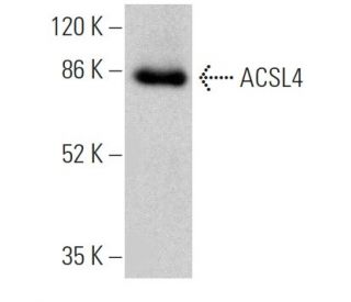 ACSL4 Antibody (F-4) | SCBT - Santa Cruz Biotechnology