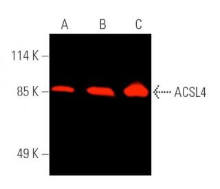 ACSL4 Antibody (F-4) - Western Blotting - Image 389744