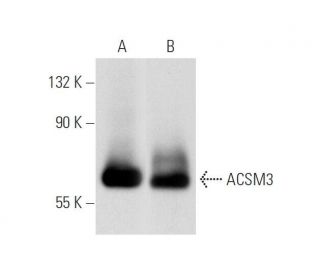 ACSM3 Antibody (G-8) - Western Blotting - Image 319965
