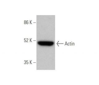 Anti-Actin Antibody (C-2) | SCBT - Santa Cruz Biotechnology