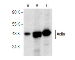 Anti-Actin Antibody (H-6) | SCBT - Santa Cruz Biotechnology