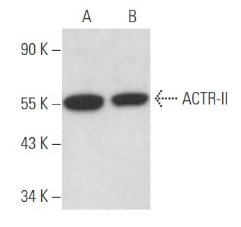 Anti-ACTR-II Antibody (F-12) | SCBT - Santa Cruz Biotechnology