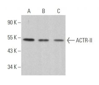 Anti-ACTR-II Antibody (F-12) | SCBT - Santa Cruz Biotechnology