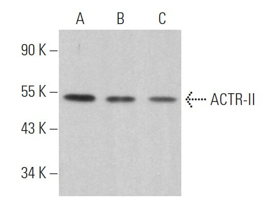 Anti-ACTR-II Antibody (F-12) | SCBT - Santa Cruz Biotechnology