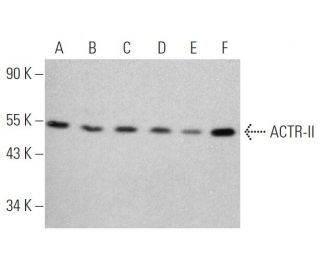 Anti-ACTR-II Antibody (F-12) | SCBT - Santa Cruz Biotechnology