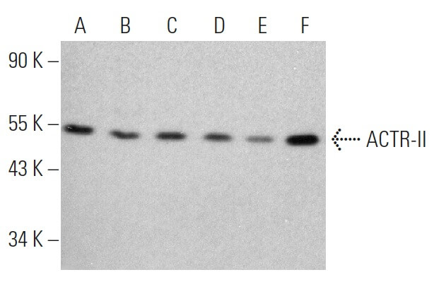 Anti-ACTR-II Antibody (F-12) | SCBT - Santa Cruz Biotechnology