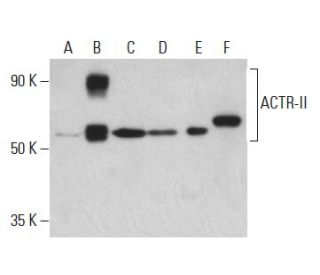 Anti-ACTR-II Antibody (F-12) | SCBT - Santa Cruz Biotechnology