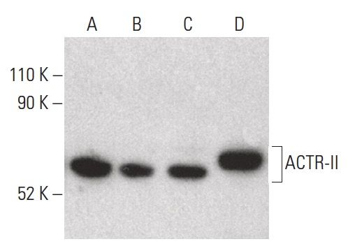 ACTR-II Antibody (F-12) | SCBT - Santa Cruz Biotechnology