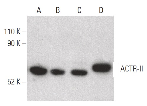 Anti-ACTR-II Antibody (F-12) | SCBT - Santa Cruz Biotechnology