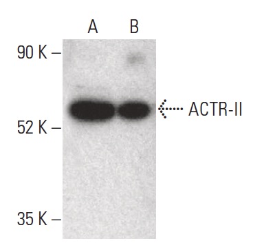 Anti-ACTR-II Antibody (F-12) | SCBT - Santa Cruz Biotechnology