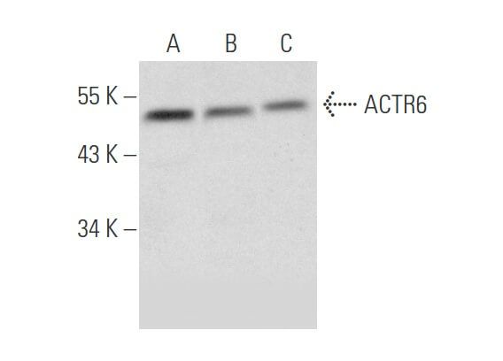 ACTR6 Antibody (G-8) | SCBT - Santa Cruz Biotechnology