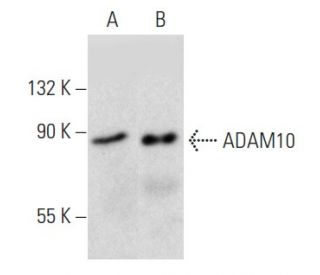ADAM10 Antibody (A-3) - Western Blotting - Image 354320