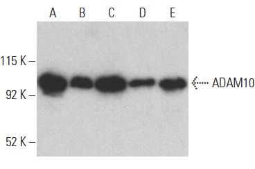 ADAM10抗体 (A-3) | SCBT - Santa Cruz Biotechnology