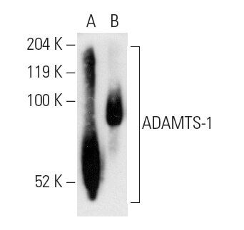 ADAMTS-1 Antibody (3E4C6B4) | SCBT - Santa Cruz Biotechnology