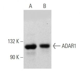 ADAR1 Antibody (D-8) - Western Blotting - Image 361771