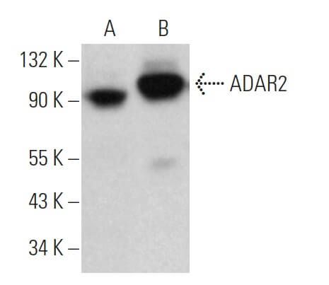 ADAR2 Antibody (1.3.1) | SCBT - Santa Cruz Biotechnology