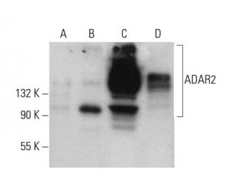 ADAR2 Antibody (A-3) | SCBT - Santa Cruz Biotechnology