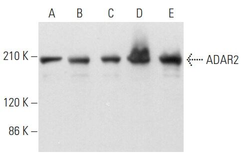 ADAR2 Antibody (A-3) | SCBT - Santa Cruz Biotechnology
