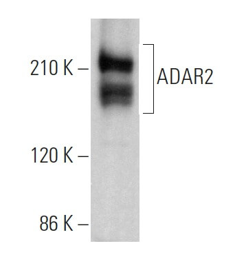 ADAR2 Antibody (A-3) | SCBT - Santa Cruz Biotechnology
