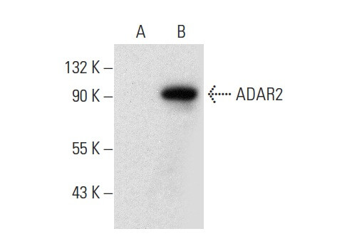 Anti-ADAR2 Antibody (C-2) | SCBT - Santa Cruz Biotechnology