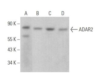 ADAR2 Antibody (C-6) - Western Blotting - Image 361876