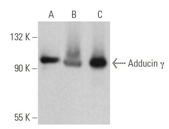Adducin γ Antibody (E-1) | SCBT - Santa Cruz Biotechnology