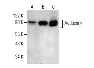 Adducin γ抗体 (G-2) | SCBT - Santa Cruz Biotechnology