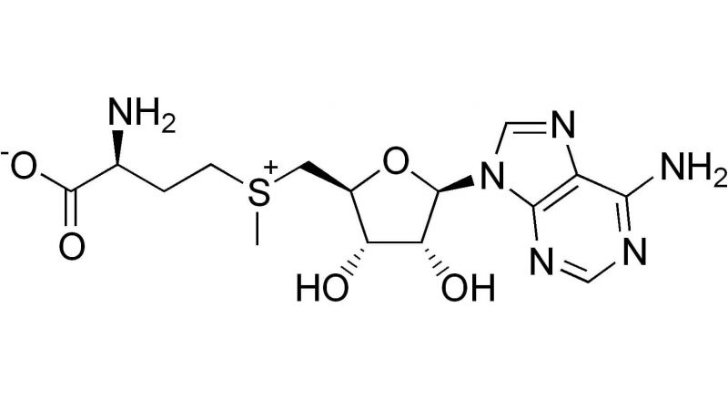 S Adenosylmethionine Structure