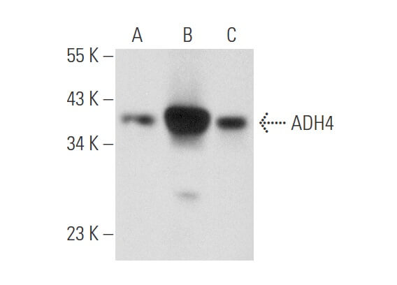 ADH4 Antibody (F-6) | SCBT - Santa Cruz Biotechnology