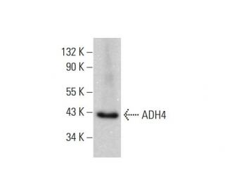 ADH4 Antibody (F-6) | SCBT - Santa Cruz Biotechnology