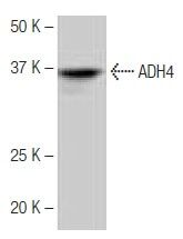 ADH4 Antibody (NB-B2) | SCBT - Santa Cruz Biotechnology