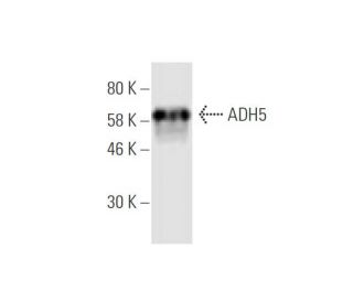 ADH5 Antibody (2D11) - Western Blotting - Image 347644