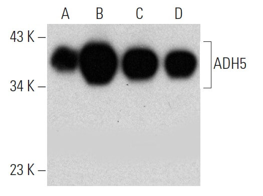 Anti-ADH5 Antibody (2D11) | SCBT - Santa Cruz Biotechnology