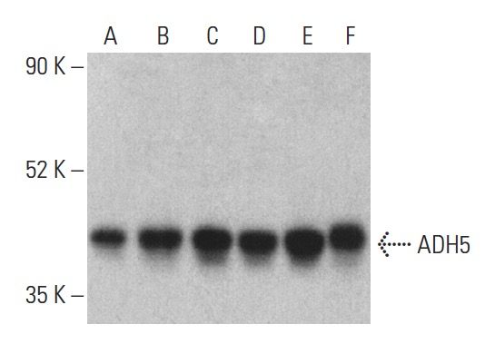 ADH5 Antibody (B-1) | SCBT - Santa Cruz Biotechnology