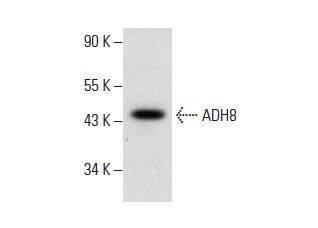 ADH8 Antibody (F-9) | SCBT - Santa Cruz Biotechnology