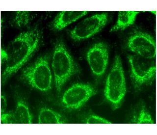 Anti-ADPN Antibody (C-8) | SCBT - Santa Cruz Biotechnology