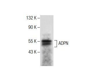 Anti-ADPN Antibody (D-5) | SCBT - Santa Cruz Biotechnology