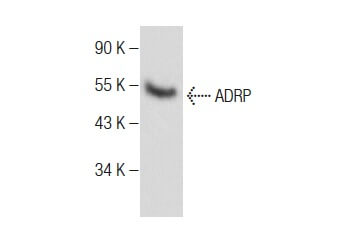 ADRP Antibody (B-6) | SCBT - Santa Cruz Biotechnology