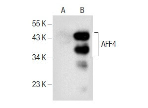 AFF4 Antibody (G-1) | SCBT - Santa Cruz Biotechnology