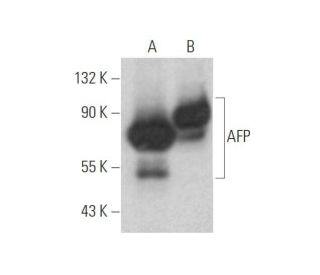 AFP Antibody (39) - Western Blotting - Image 352744