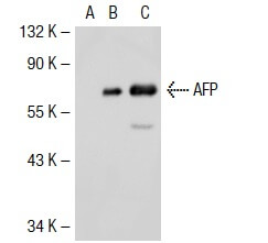 Anti-AFP/Alpha fetoprotein Antibody (C3) | SCBT - Santa Cruz Biotechnology