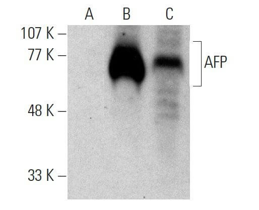 Anti-AFP/Alpha fetoprotein Antibody (C3) | SCBT - Santa Cruz Biotechnology