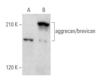 aggrecan/brevican Antibody (D-4) - Western Blotting - Image 354698
