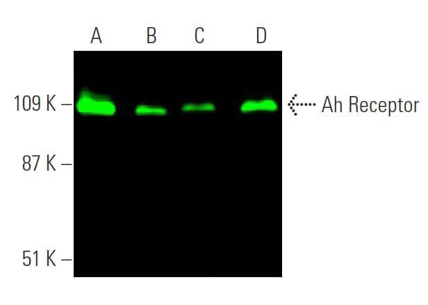 Ah Receptor Antibody (A-3) | SCBT - Santa Cruz Biotechnology